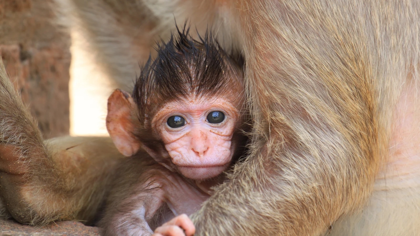 Thinking Monkey: A Symbol of Curiosity, Creativity, and Problem-Solving ...